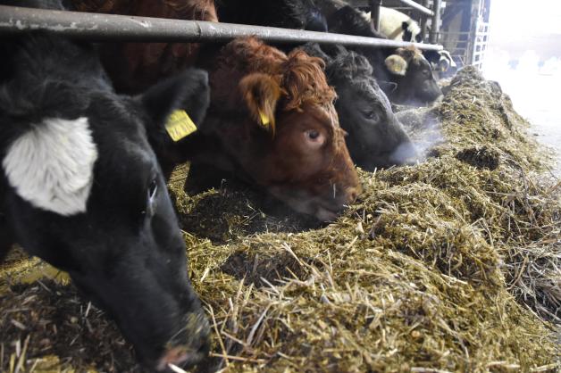 Landwirt Wulf Mette aus Ellerau: Das brauchen die Tiere im Winter