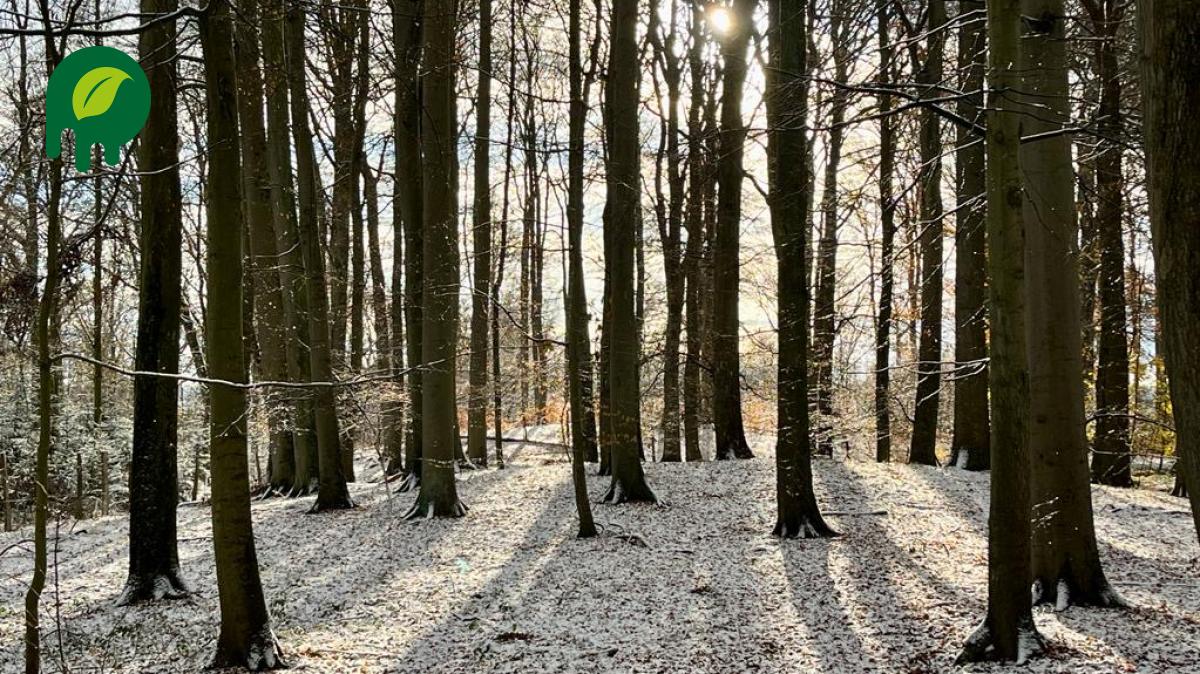 Klimawandel: Bogislav Tessen von Gerlach glaubt an seinen Wald