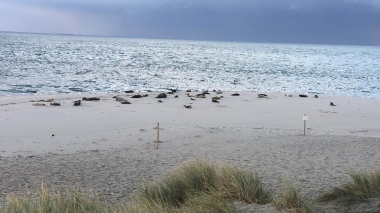 Wo man jetzt auf Sylt Kegelrobben und Seehunde beobachten kann