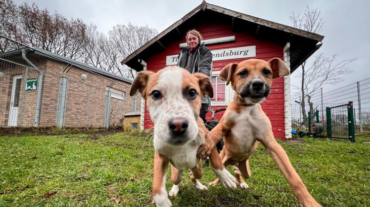Tierheim Rendsburg: Kein Vermittlungsstopp vor Weihnachten