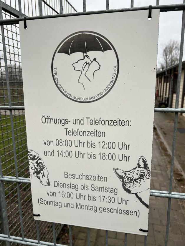 Tierheim Rendsburg: Kein Vermittlungsstopp vor Weihnachten