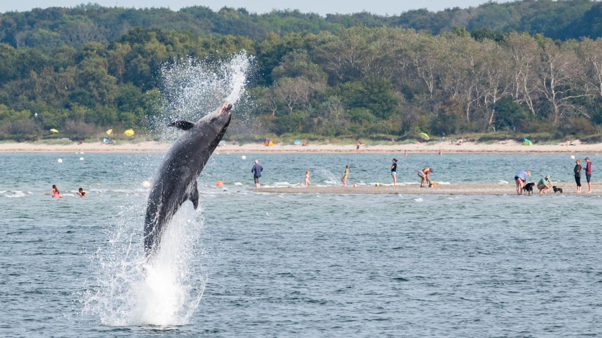 Travemünde: Delfin „Delle“ begeistert an der Ostseeküste
