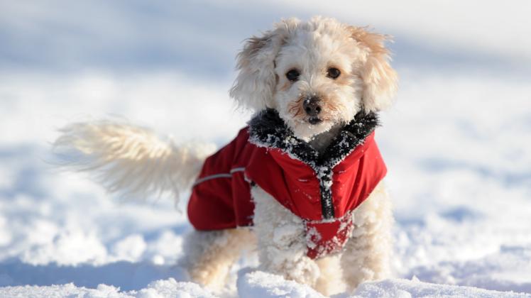 Hundemantel: Wann ist Kleidung für Haustiere sinnvoll?