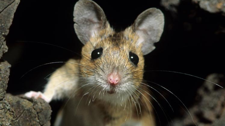 Fleißige Maus räumt in Wales nachts Garage auf – Video geht viral
