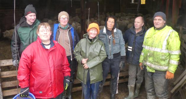314 Schafe auf dem Weg von der Weide in den Stall in Neuendorf