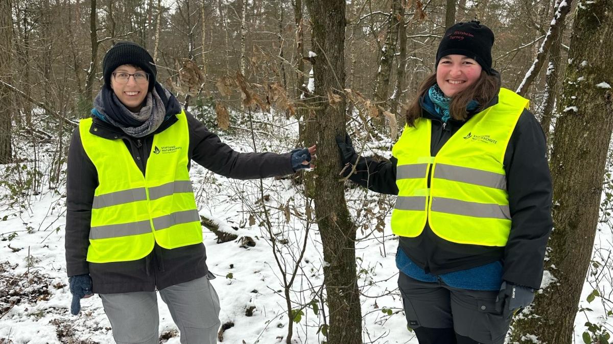 Wald in Nordoe wird von der Stiftung Naturschutz umgebaut