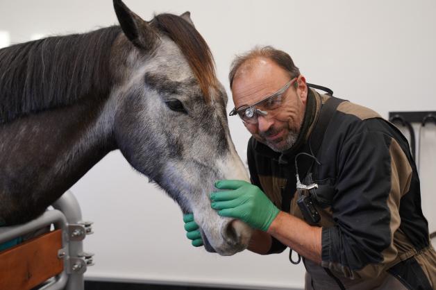 Tierarztpraxis in Owschlag: Auch Pferde müssen zum Zahnarzt
