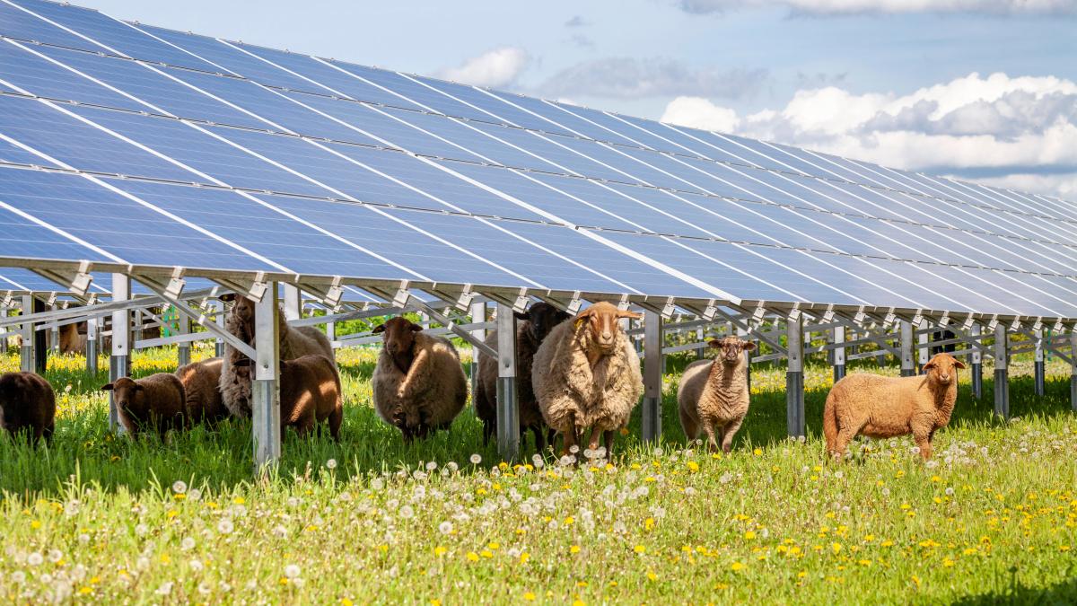 Wettlauf mit dem Landkreis: Chance für Solarpark in Dissen wächst