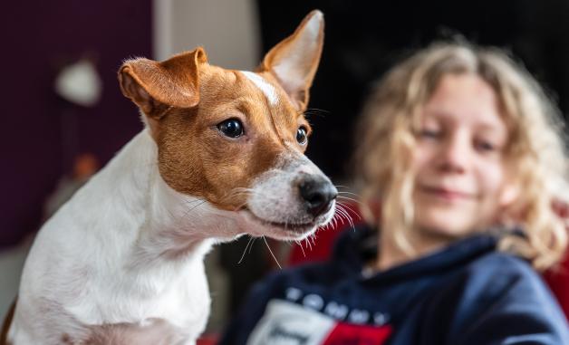Den ersten Hund kaufen: Das sollten Sie beachten