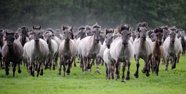 Wo sich die letzten Wildpferdeherden in Deutschland befinden