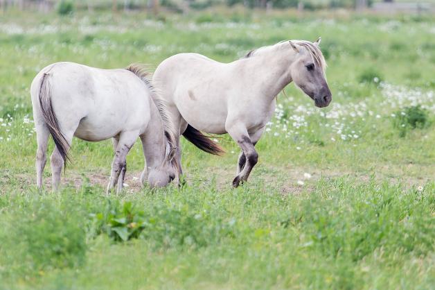 Wo sich die letzten Wildpferdeherden in Deutschland befinden