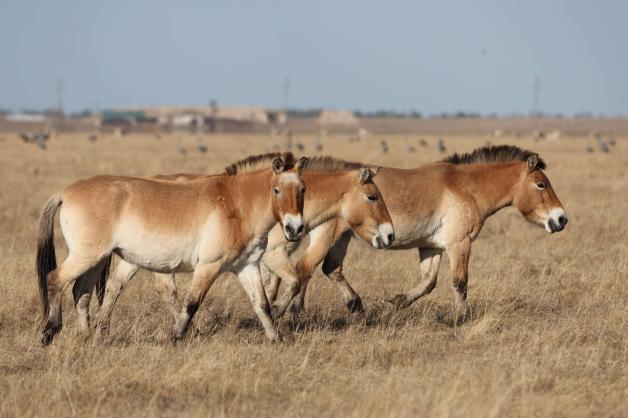 Wo sich die letzten Wildpferdeherden in Deutschland befinden