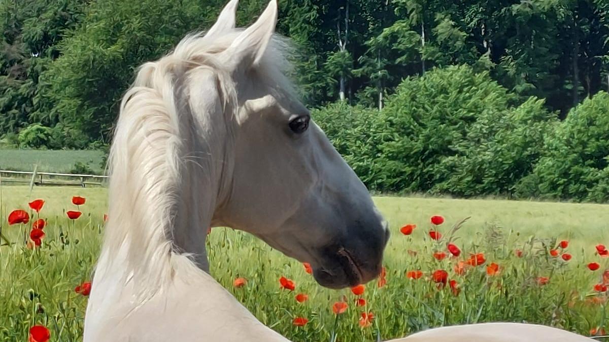 Das schönste Haustier im Norden: Die fünfte Bildergalerie. | SHZ