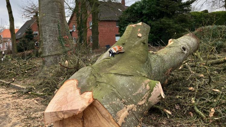 Alte Blutbuche in Brual: Fällarbeiten haben am Freitag begonnen