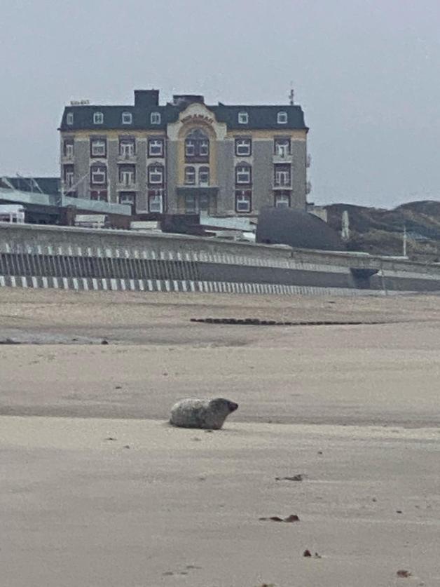Blutend und schwer verletzt: Seehund auf Sylt muss erlöst werden