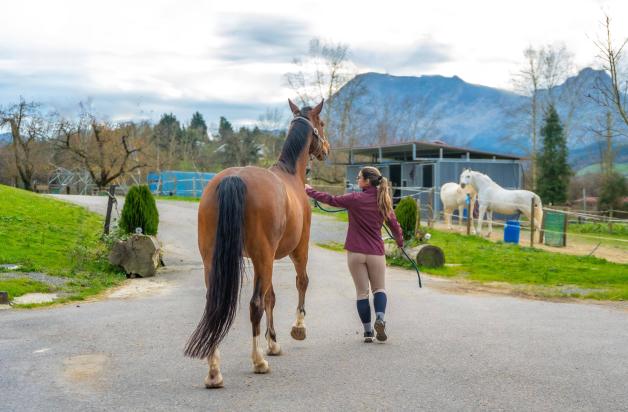 Was man vor dem Pferde-Kauf wissen sollte | SVZ