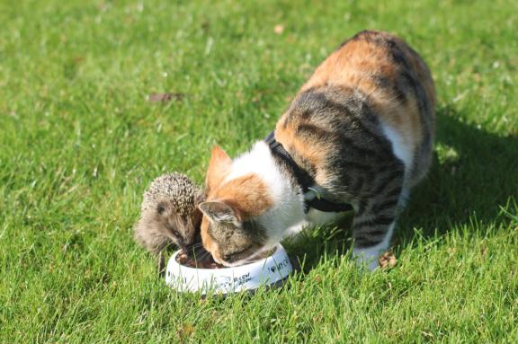 Das schönste Haustier im Norden: Die 27. Bildergalerie.