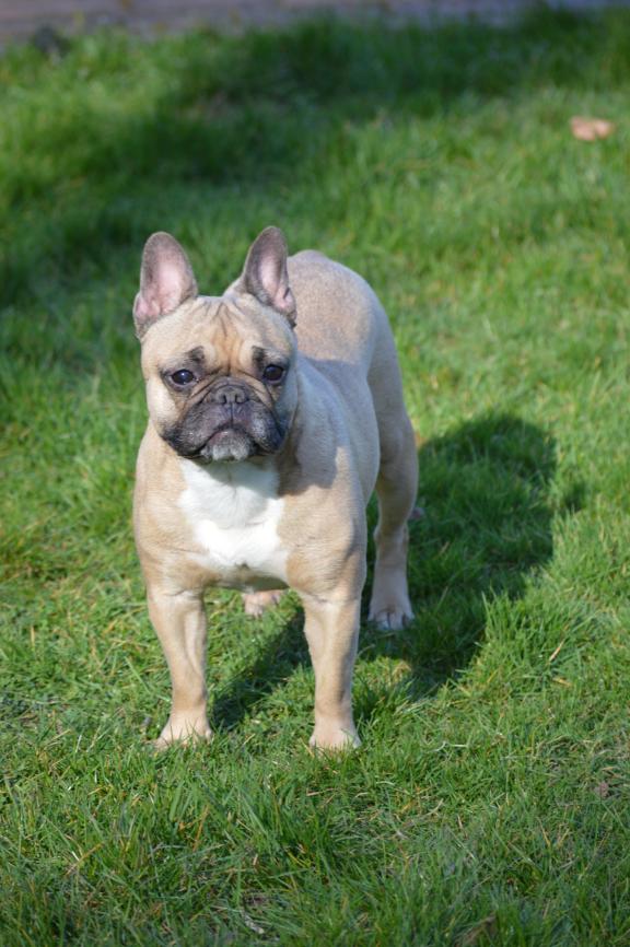 Das schönste Haustier im Norden: Die 28. Bildergalerie.