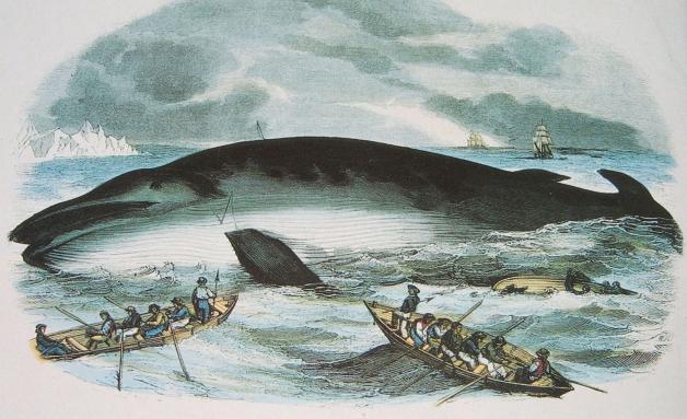 Raus aufs Meer: Wie Sylter Walfänger früher Berühmtheit erlangten