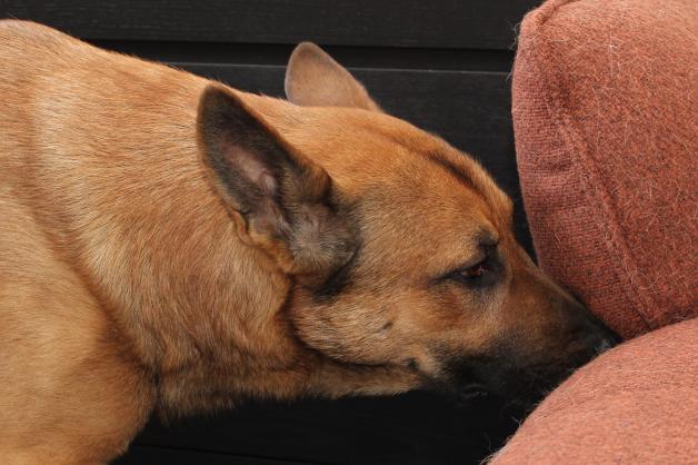 Bettwanzen erkennen: So arbeitet ein Spürhund aus Lemförde