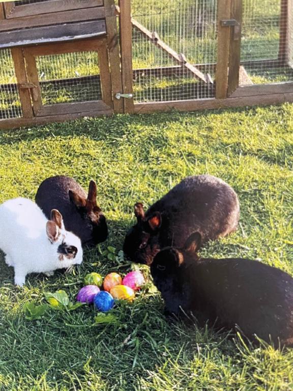 Das schönste Haustier im Norden: Die 42. Bildergalerie.