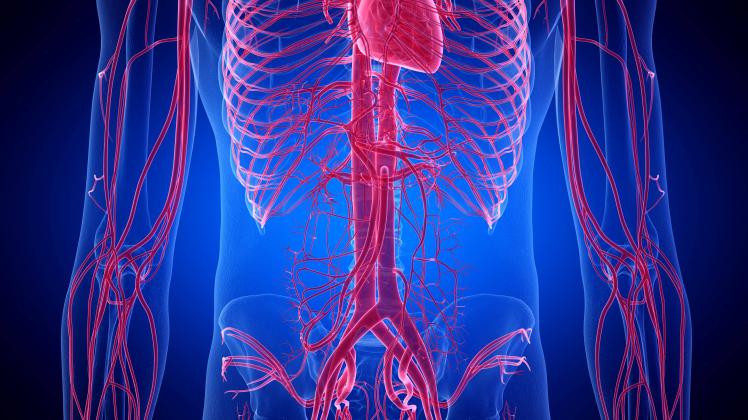 Aorta nun als Organ eingestuft: Was das für die Medizin bedeutet