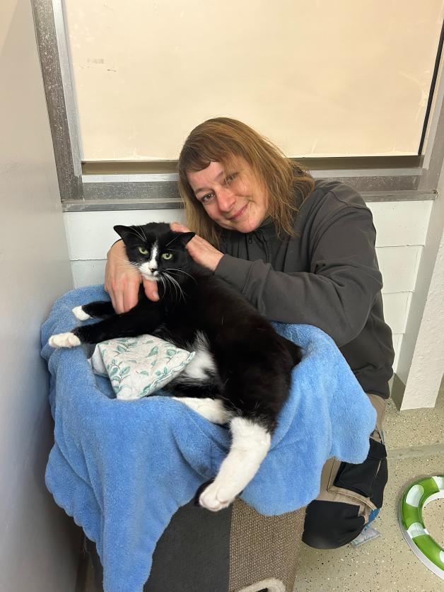 Tierheim Rendsburg: Vorteile der Adoption alter Hunde und Katzen