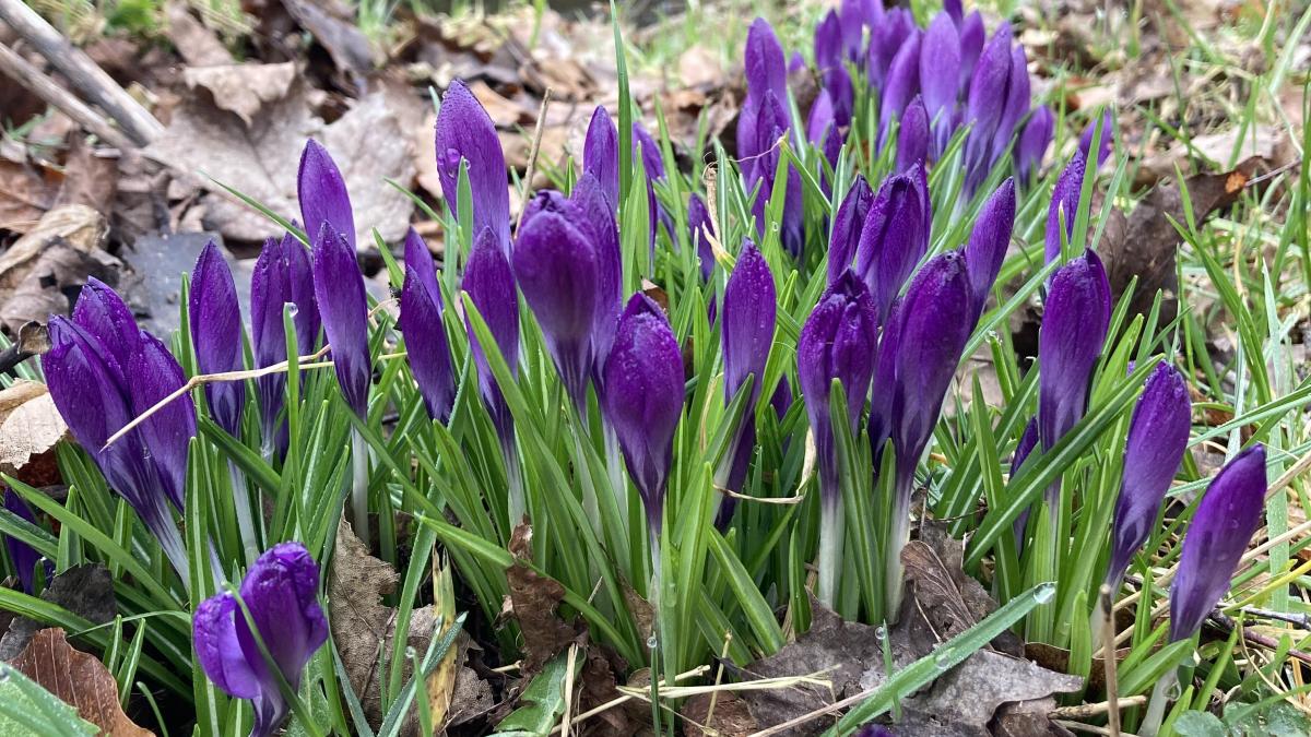 Wettervorhersage: Wann der Frühling nach Schleswig-Holstein kommt