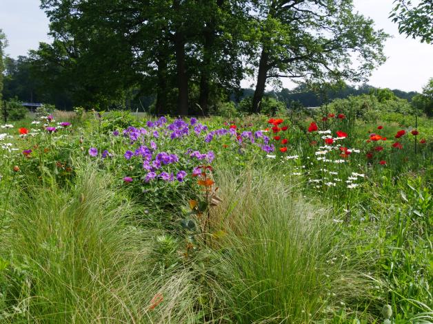 Wilde Ecken im Garten: So schön sieht naturnahe Gestaltung aus