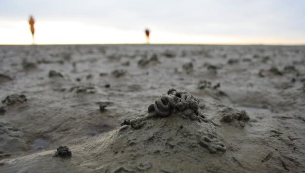 Klimawandel im Wattenmeer: Wenn es dem Wattwurm zu warm wird