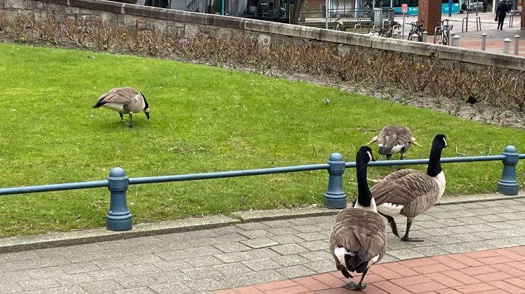 Gänse in Rendsburg: Tiere lassen den Stress verschwinden