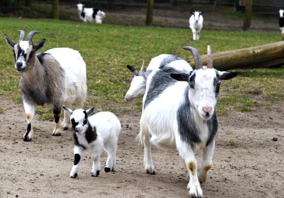 Saisonstart im Wildpark Ostrittrum: Aktuelle Fotos von den Tieren