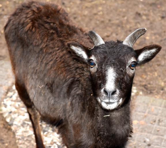 Saisonstart im Wildpark Ostrittrum: Aktuelle Fotos von den Tieren