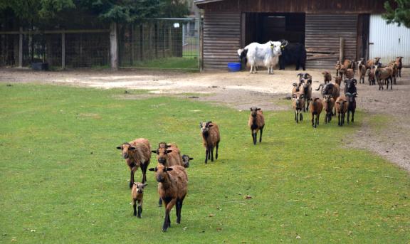 Saisonstart im Wildpark Ostrittrum: Aktuelle Fotos von den Tieren