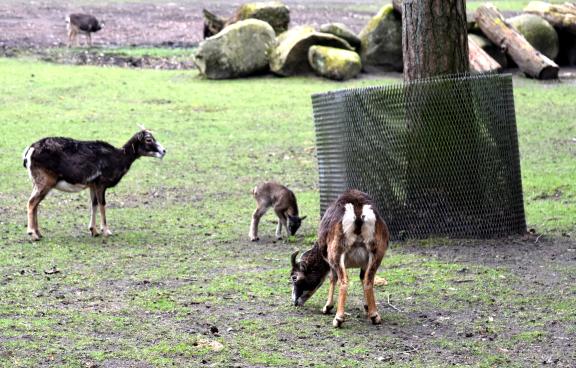 Saisonstart im Wildpark Ostrittrum: Aktuelle Fotos von den Tieren