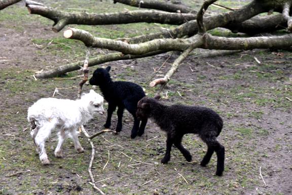 Saisonstart im Wildpark Ostrittrum: Aktuelle Fotos von den Tieren