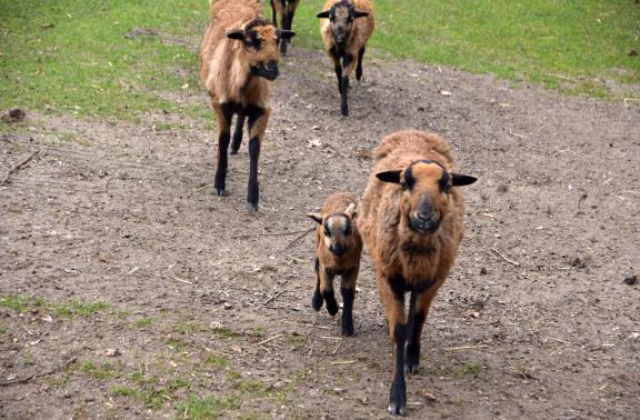 Saisonstart im Wildpark Ostrittrum: Aktuelle Fotos von den Tieren