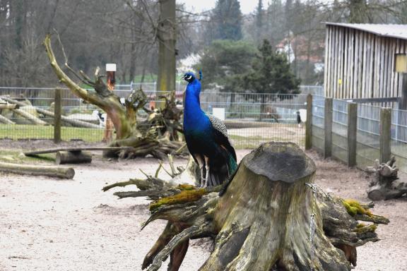 Saisonstart im Wildpark Ostrittrum: Aktuelle Fotos von den Tieren