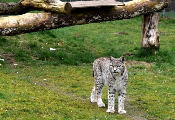 Saisonstart im Wildpark Ostrittrum: Aktuelle Fotos von den Tieren