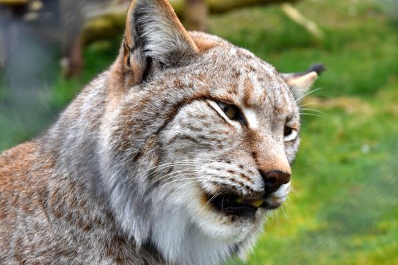 Saisonstart im Wildpark Ostrittrum: Aktuelle Fotos von den Tieren