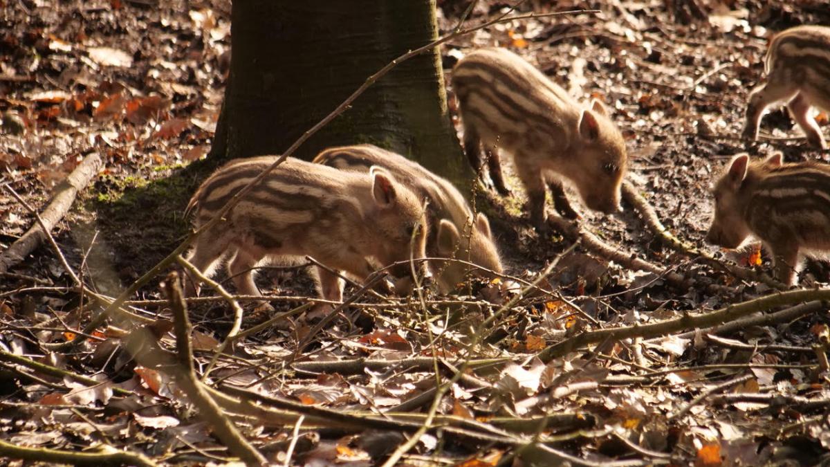 Kleine Frischlinge: Fünf Wildschwein-Babys in Glücksburg geboren