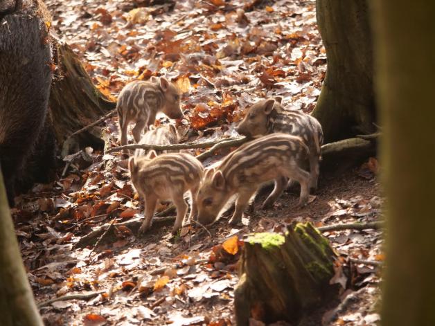 Kleine Frischlinge: Fünf Wildschwein-Babys in Glücksburg geboren