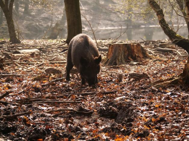 Kleine Frischlinge: Fünf Wildschwein-Babys in Glücksburg geboren