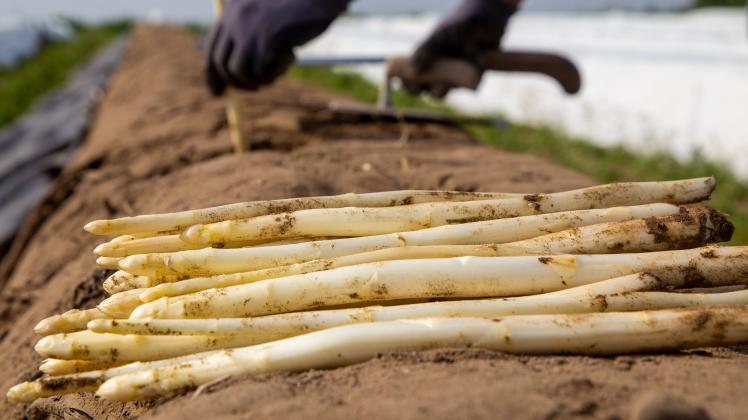 Spargelbauern im Emsland: Wann es Spargel gibt und was er kostet
