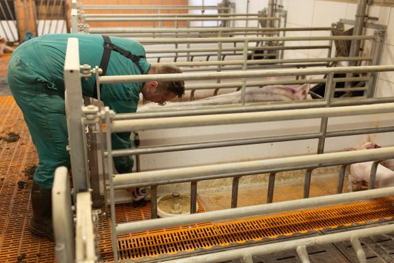 Ein Tag Landwirt: Wie sieht die Arbeit im Schweinestall aus?