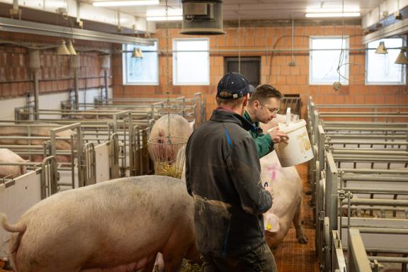 Ein Tag Landwirt: Wie sieht die Arbeit im Schweinestall aus?