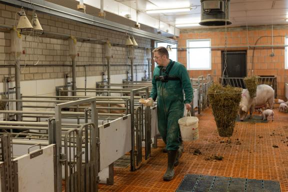 Ein Tag Landwirt: Wie sieht die Arbeit im Schweinestall aus?