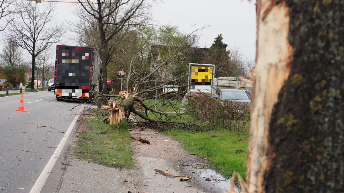 Unfall in Tornesch: Lkw prallt auf Ahrenloher Straße gegen Baum