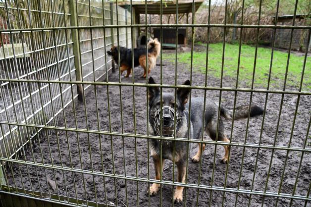 Tierheime am Limit: So ist die aktuelle Situation in Bad Oldesloe