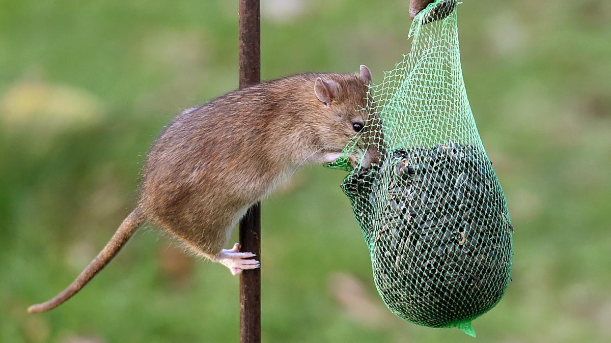 Rattenplage in Osnabrück: Was man tun und sein lassen sollte